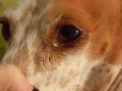 Dog Eye Discharge Causes, Treatments, Home Remedies, Pictures