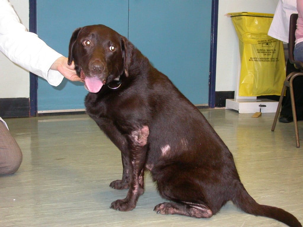 Dog Dry Skin Causes, Treatments, Home Remedies