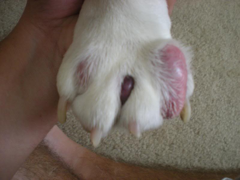 Sebaceous Cyst on Dog Tail, Paw, Head, and Back – Causes and Removal