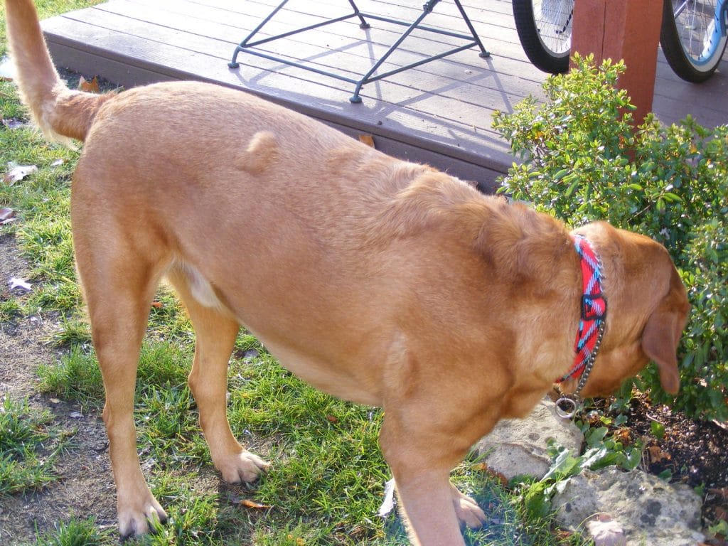 Fatty Tumors On Dogs Getting Bigger Rupturing Causes And Treatment Fatty Tumors On Dogs Getting Bigger Rupturing Causes And Treatment