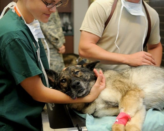 How To Give A Dog An Enema At Home For Blockage Constipation Dogs How To Give A Dog An Enema At Home For Blockage Constipation Dogs