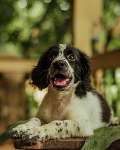 Dog Breed Guide – English Springer Spaniel | DOGS, CATS, PETS